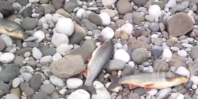 Ekološka katastrofa: Pomor ribe kod Bratunca – NEON Televizija