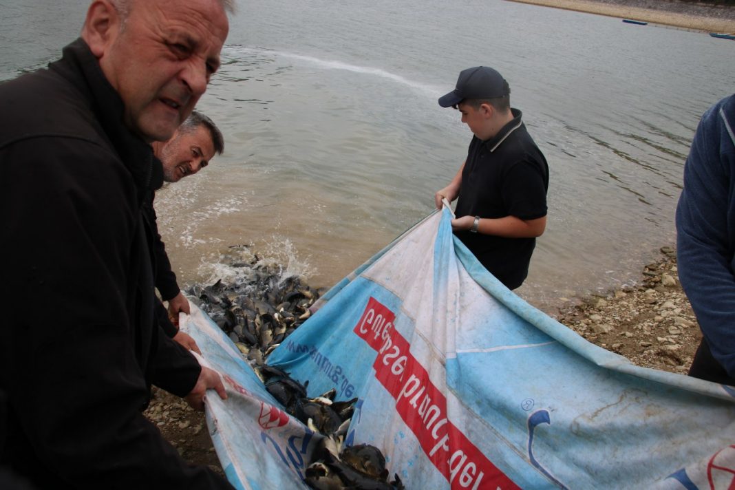 Jezero Sniježnica bogatije za oko 1 725 kilograma razne vrste ribe ...