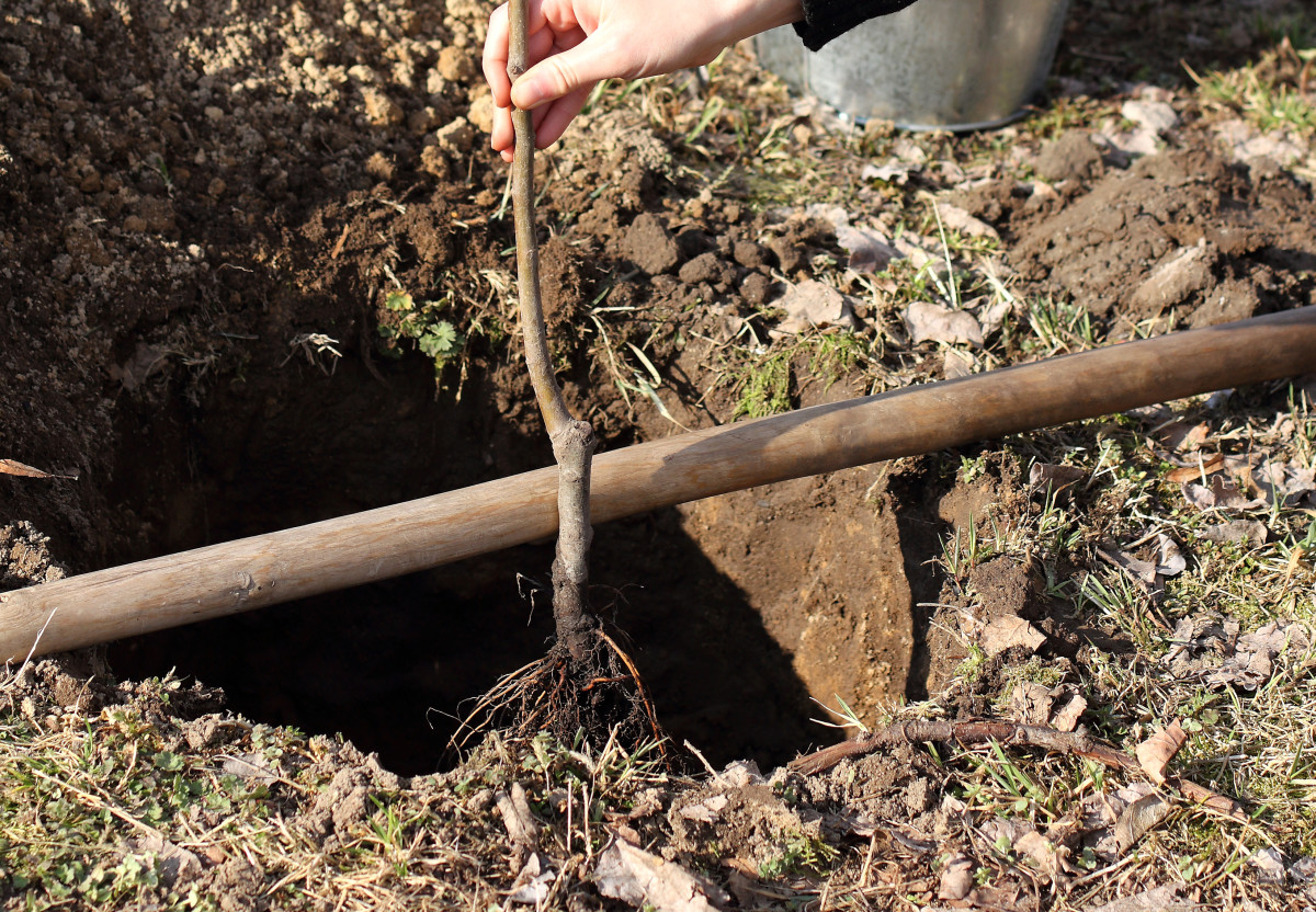 Jesenja ili proljetna sadnja voćaka: Koja je bolja u našim klimatskim uslovima? – NEON Televizija